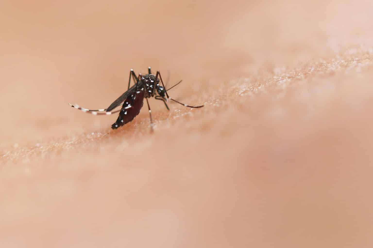 Cruz Vermelha de Cabo Verde lança campanha para prevenir a dengue ...